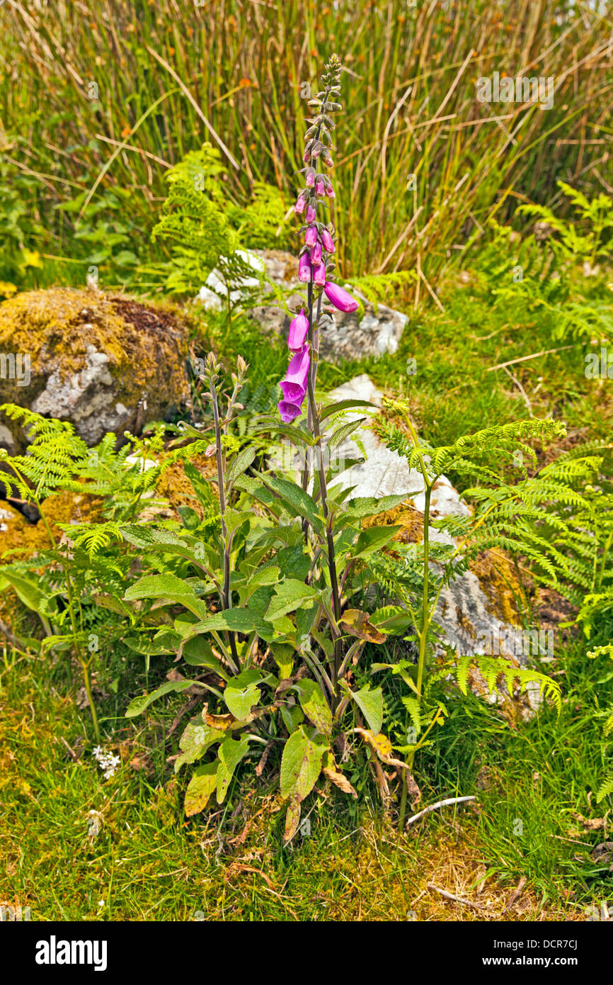 Wild Flowers growing on the Foel Ispri Path Stock Photo - Alamy