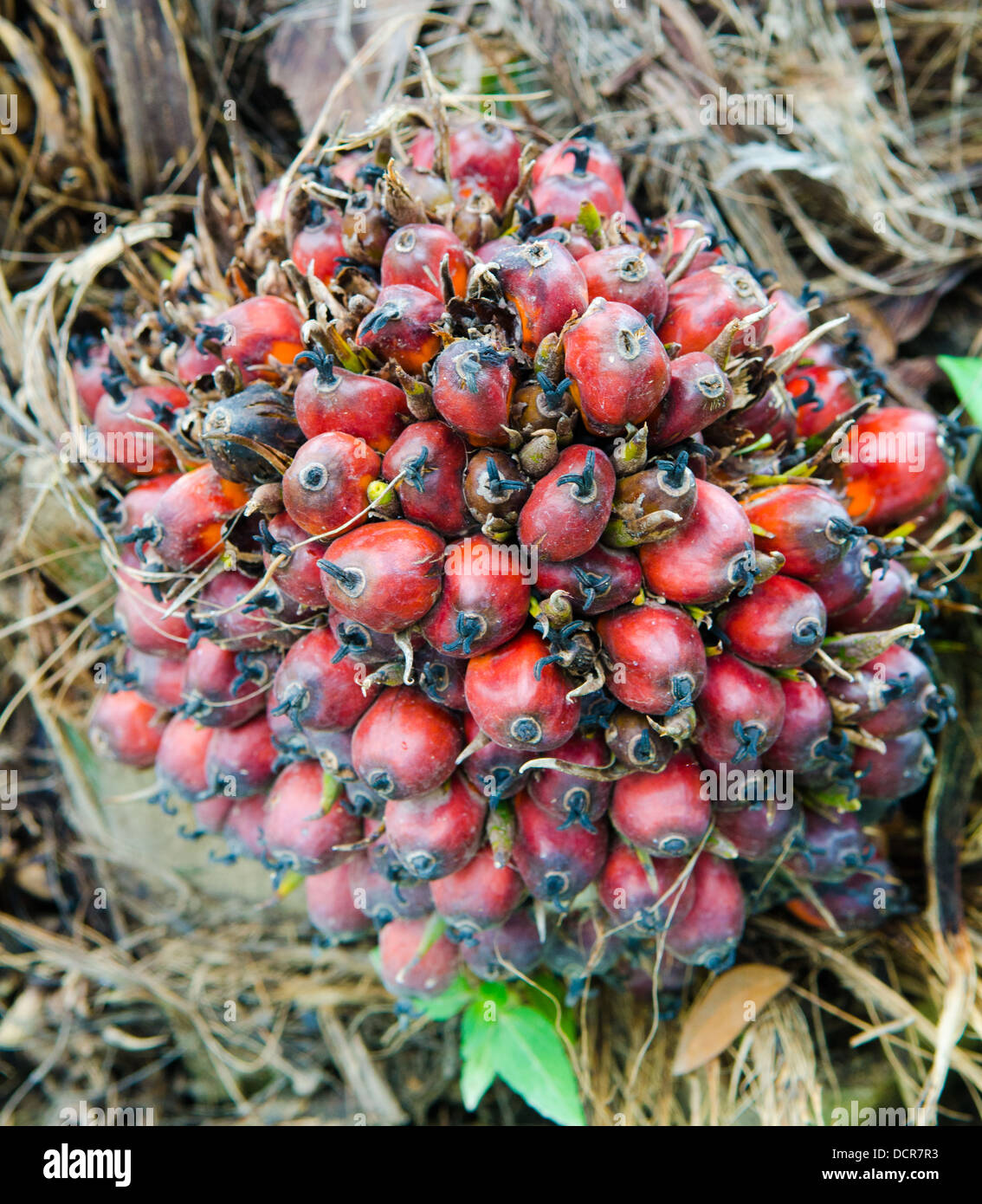Palm Oil Plantation with palm oil seed Stock Photo - Alamy