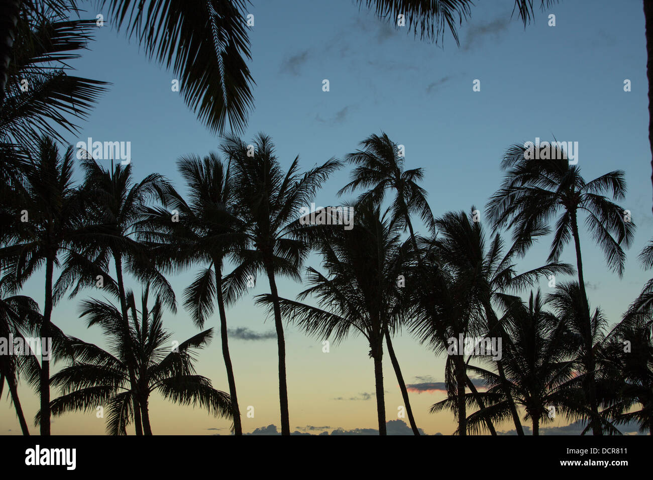 Palm tree silhouettes hi-res stock photography and images - Alamy