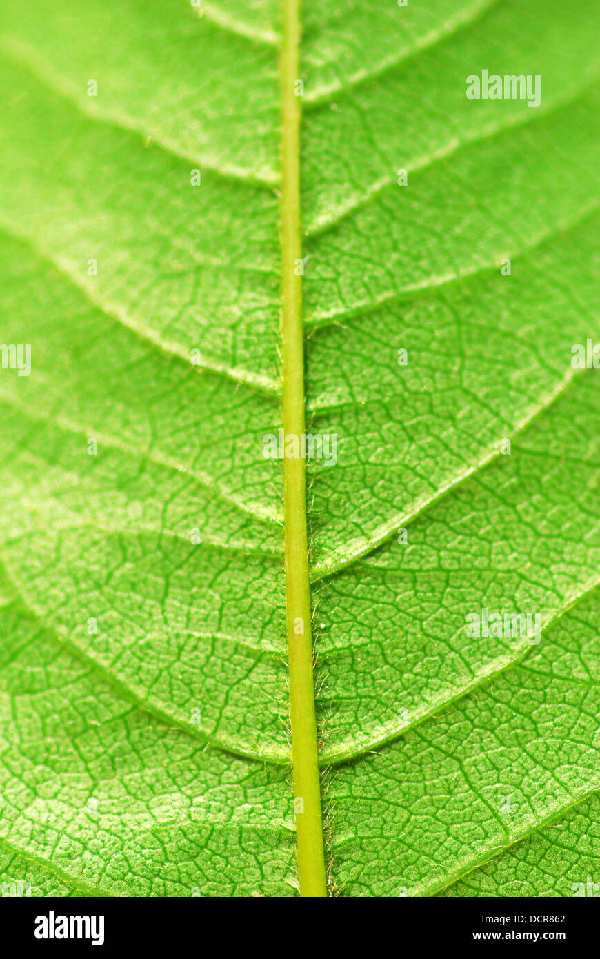 structure of leaf Stock Photo - Alamy