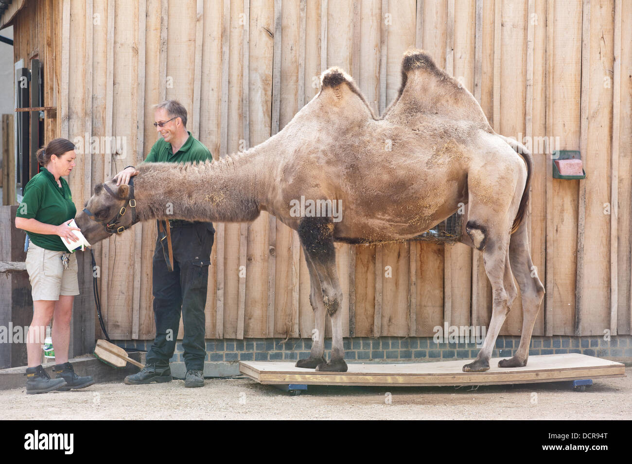 Camel keepers hi-res stock photography and images - Alamy