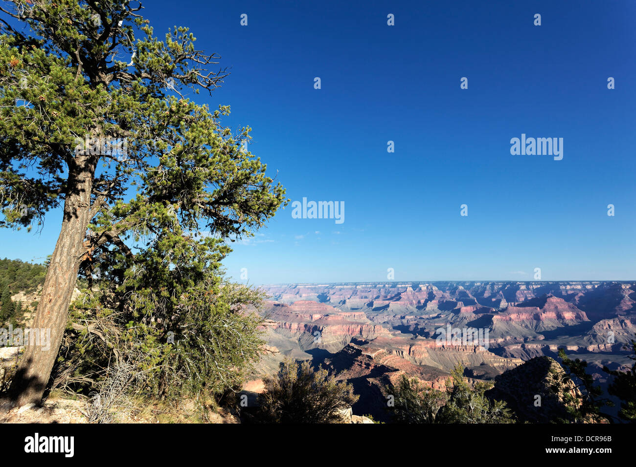 Grand Canyon and tree Stock Photo - Alamy