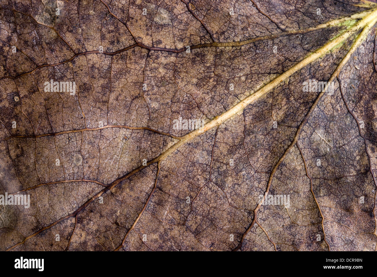 Almost Dead Leaf Stock Photo - Alamy