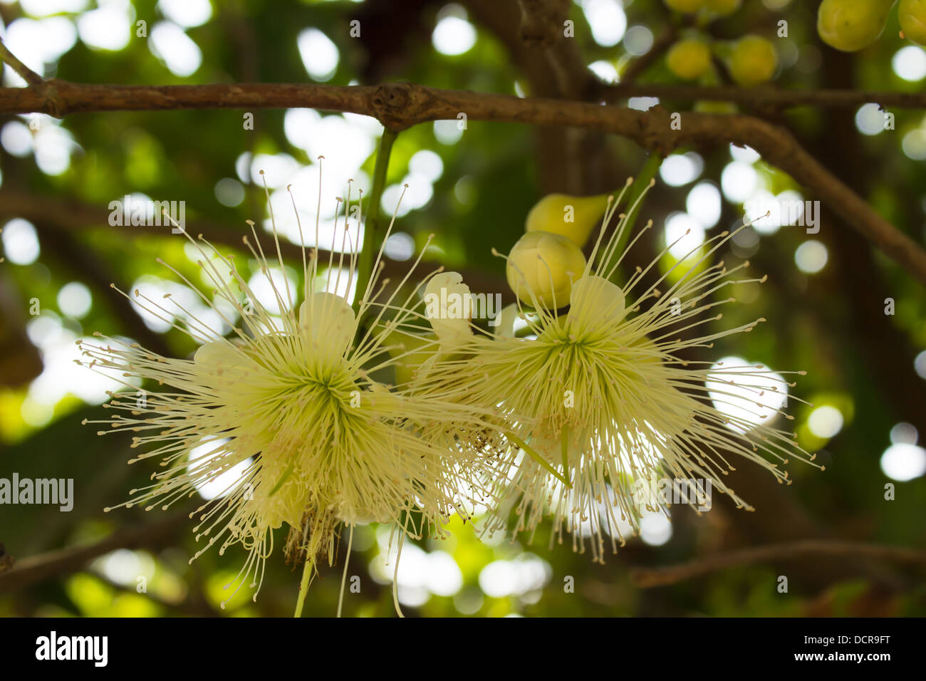 Bell fruit hi-res stock photography and images - Alamy