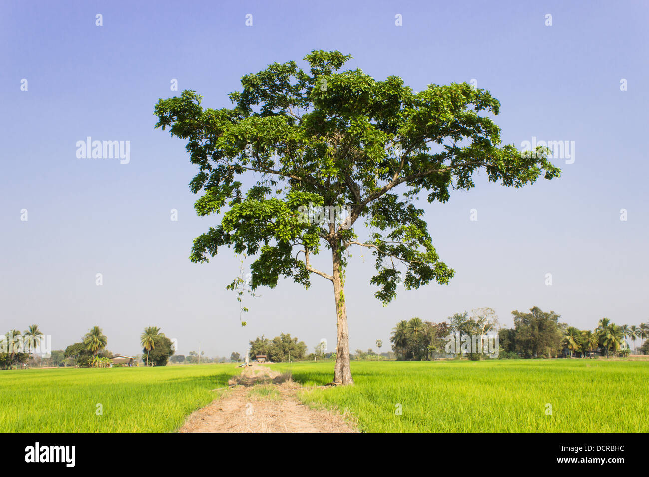 Landscapes a green tree the trees hi-res stock photography and images ...