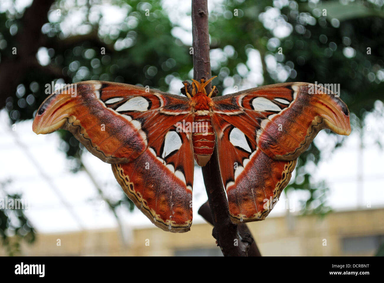 Atlas Butterfly High Resolution Stock Photography and Images - Alamy
