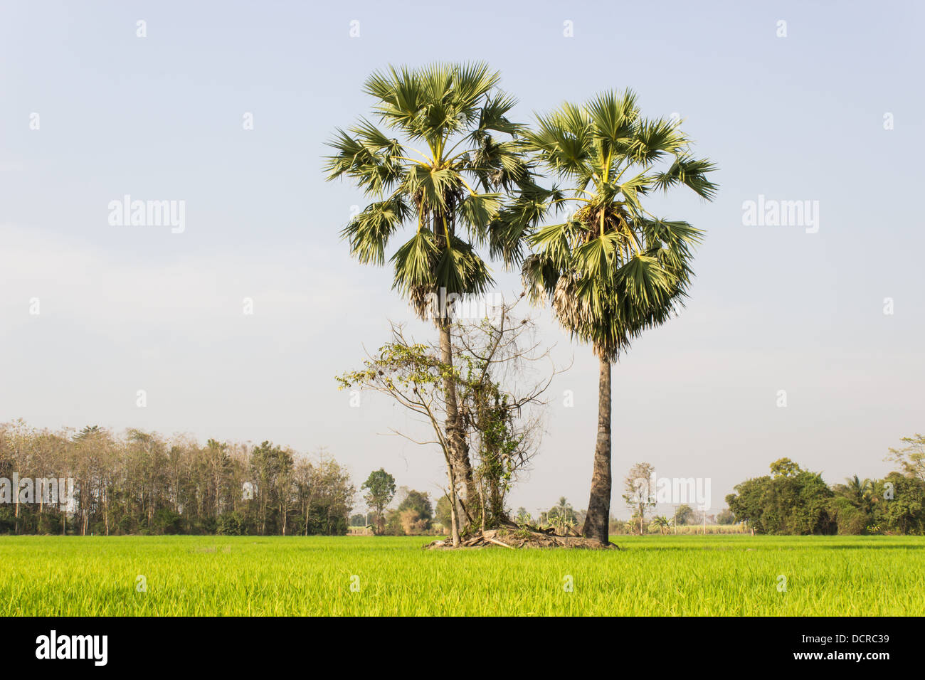 Sugar cane tree hi-res stock photography and images - Alamy