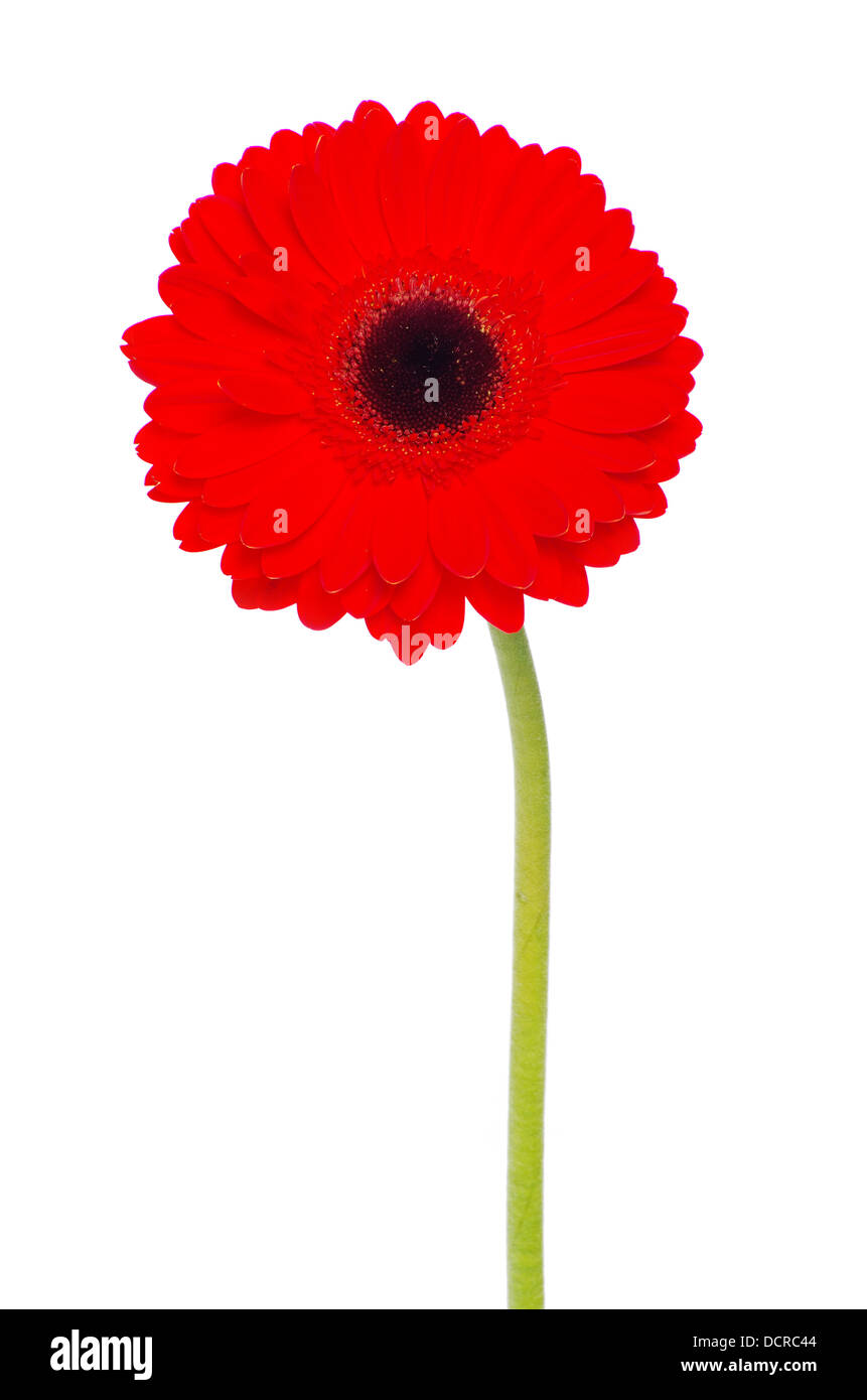 red gerbera flower Stock Photo - Alamy