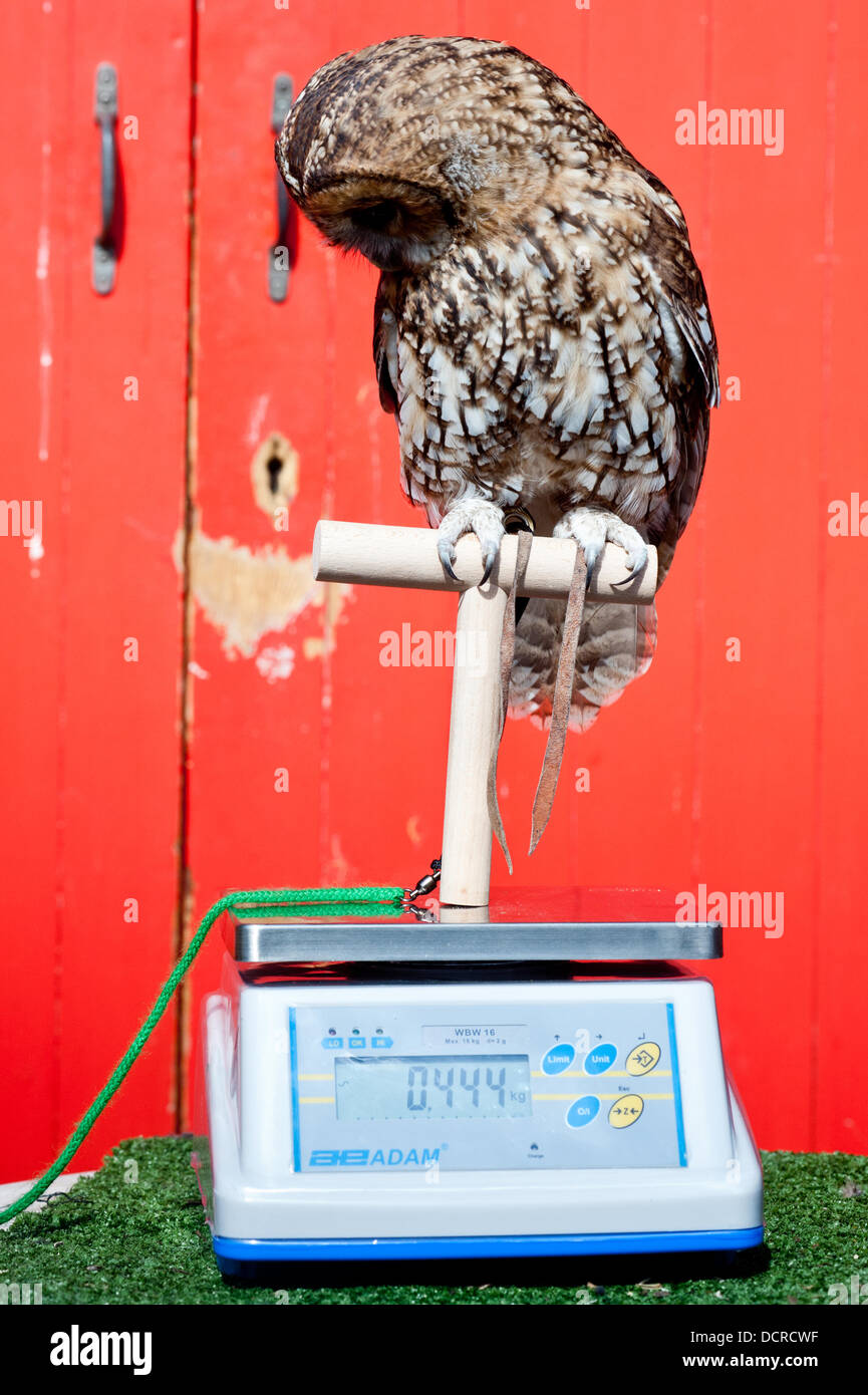 Owl 21 hi-res stock photography and images - Alamy