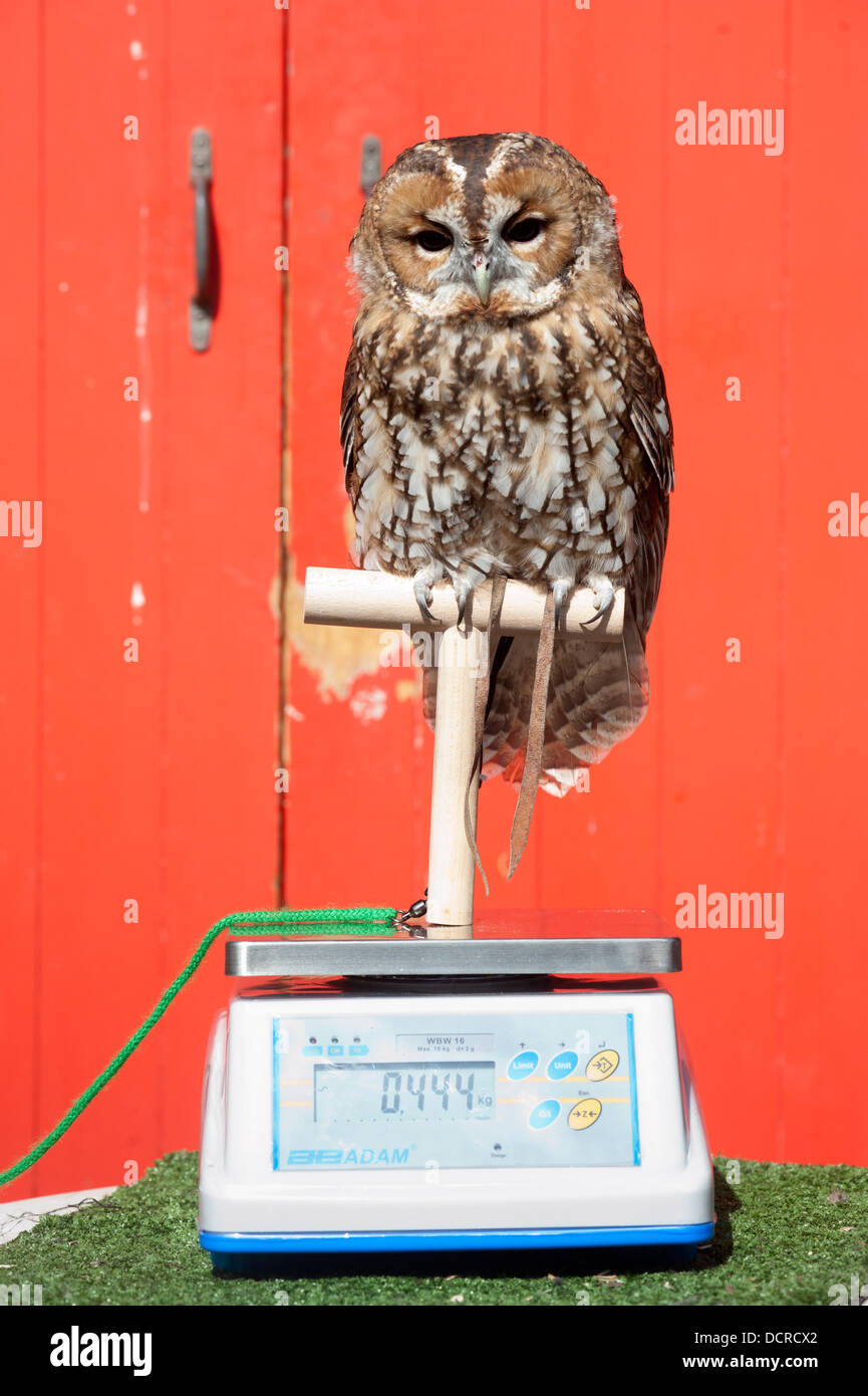 London, UK - 21 August 2013: a Tawny Owl named Alberta (444g) stands on ...