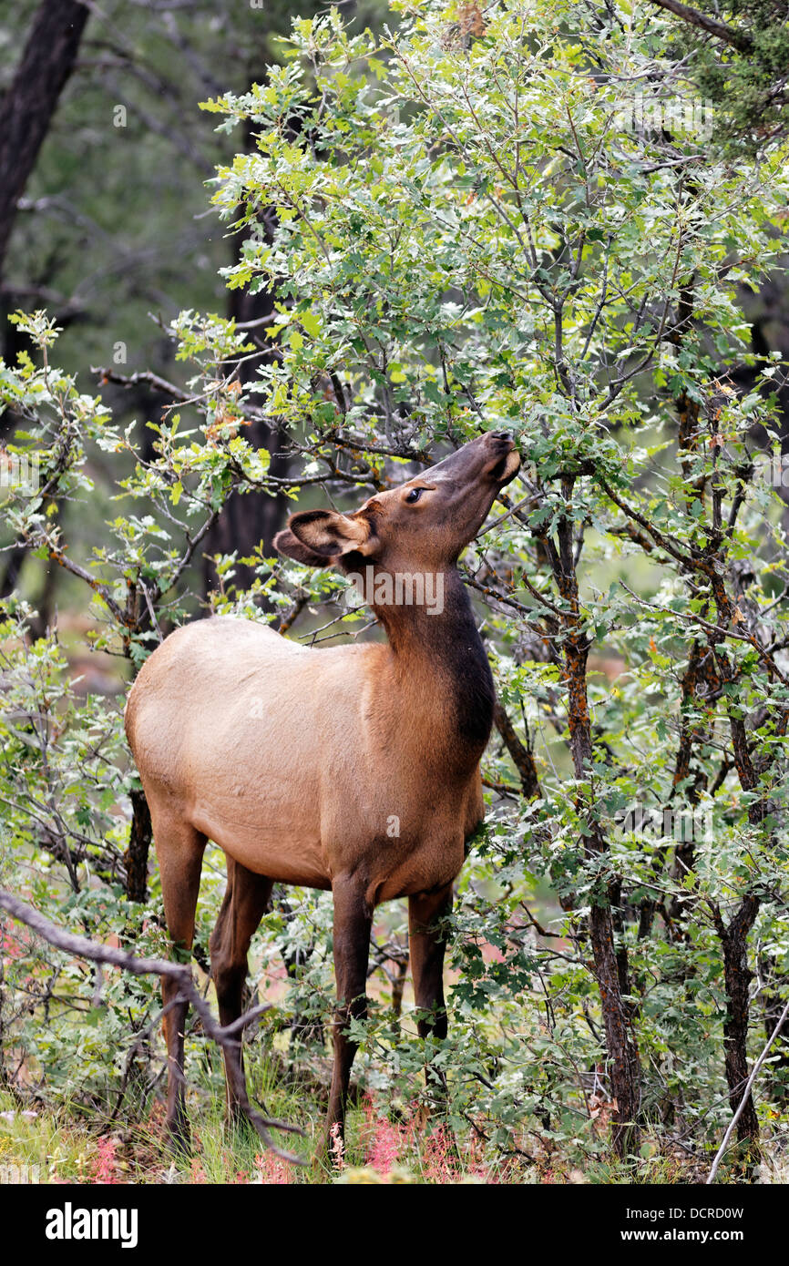 Doe eating plants Stock Photo - Alamy