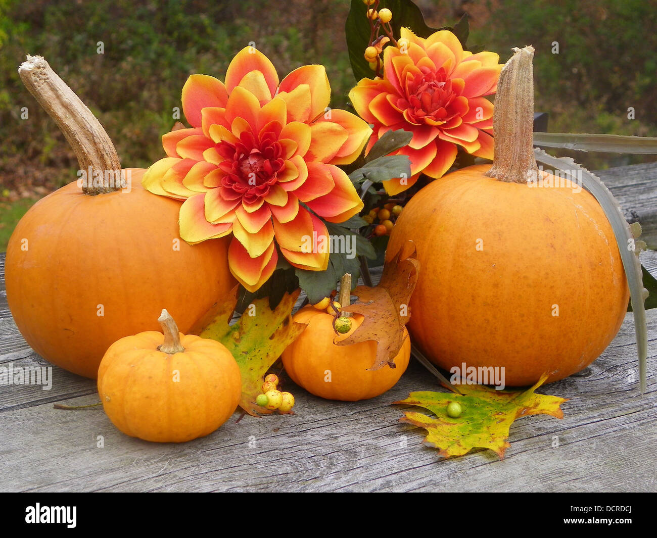 Festive Fall Flowers & Pumpkins Stock Photo - Alamy
