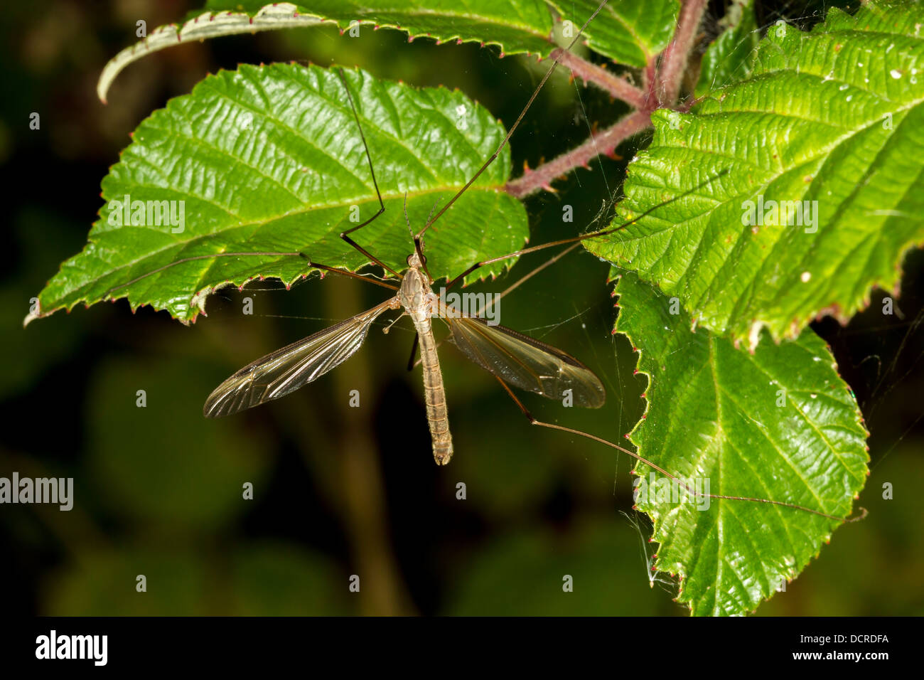 Crane Fly. Tipula oleracea (Tipulidae Stock Photo - Alamy