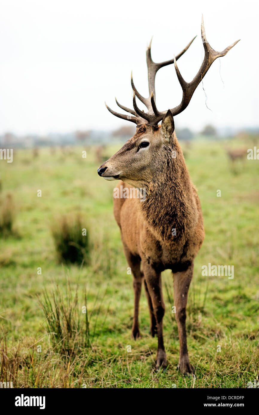 majestic deer in alert Stock Photo - Alamy