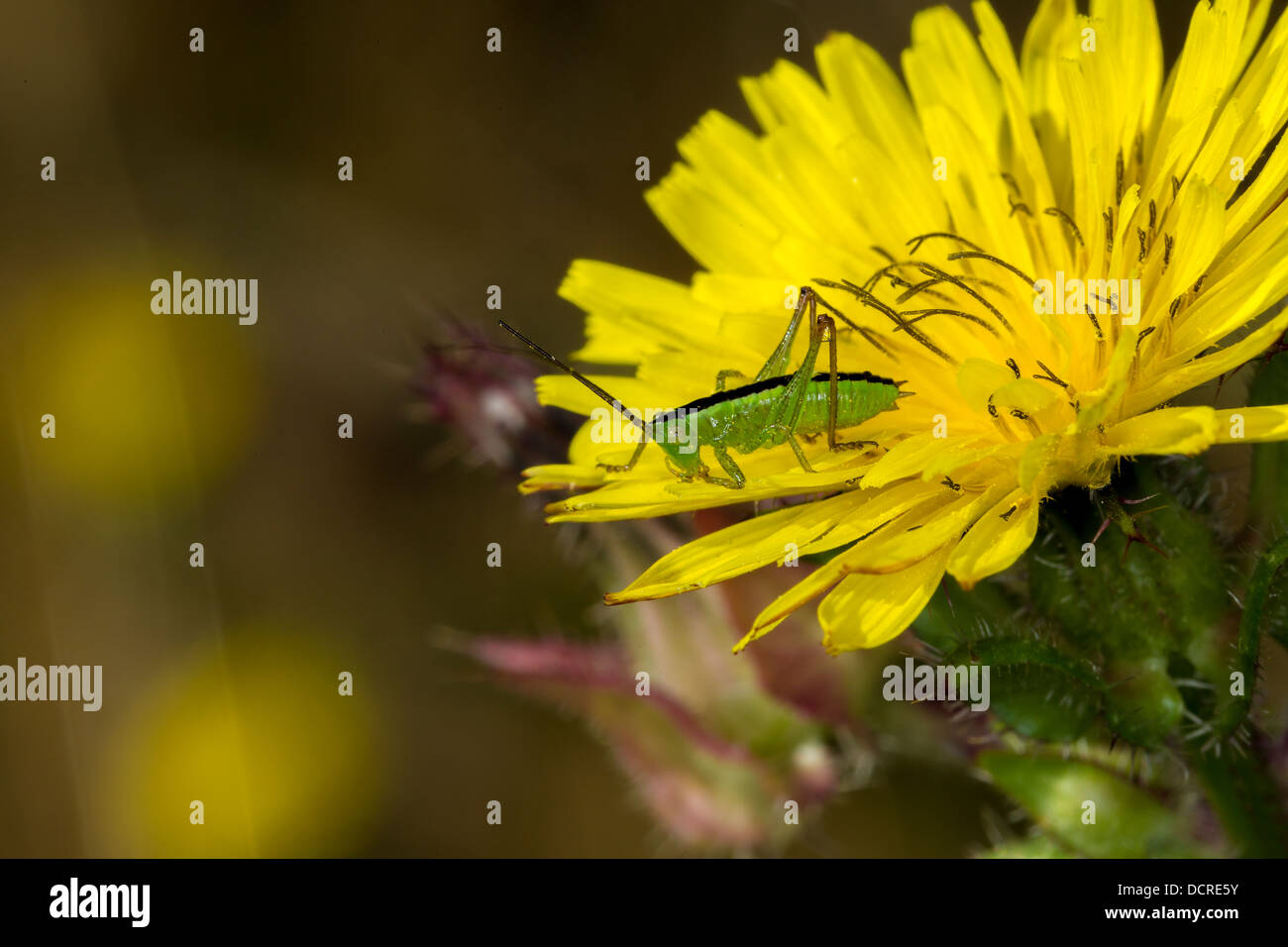 Nymph of either the short-winged or the long-winged Conehead Cricket ...
