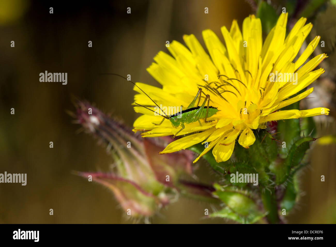 Conehead nymph long winged or short winged conehead nymph hi-res stock ...
