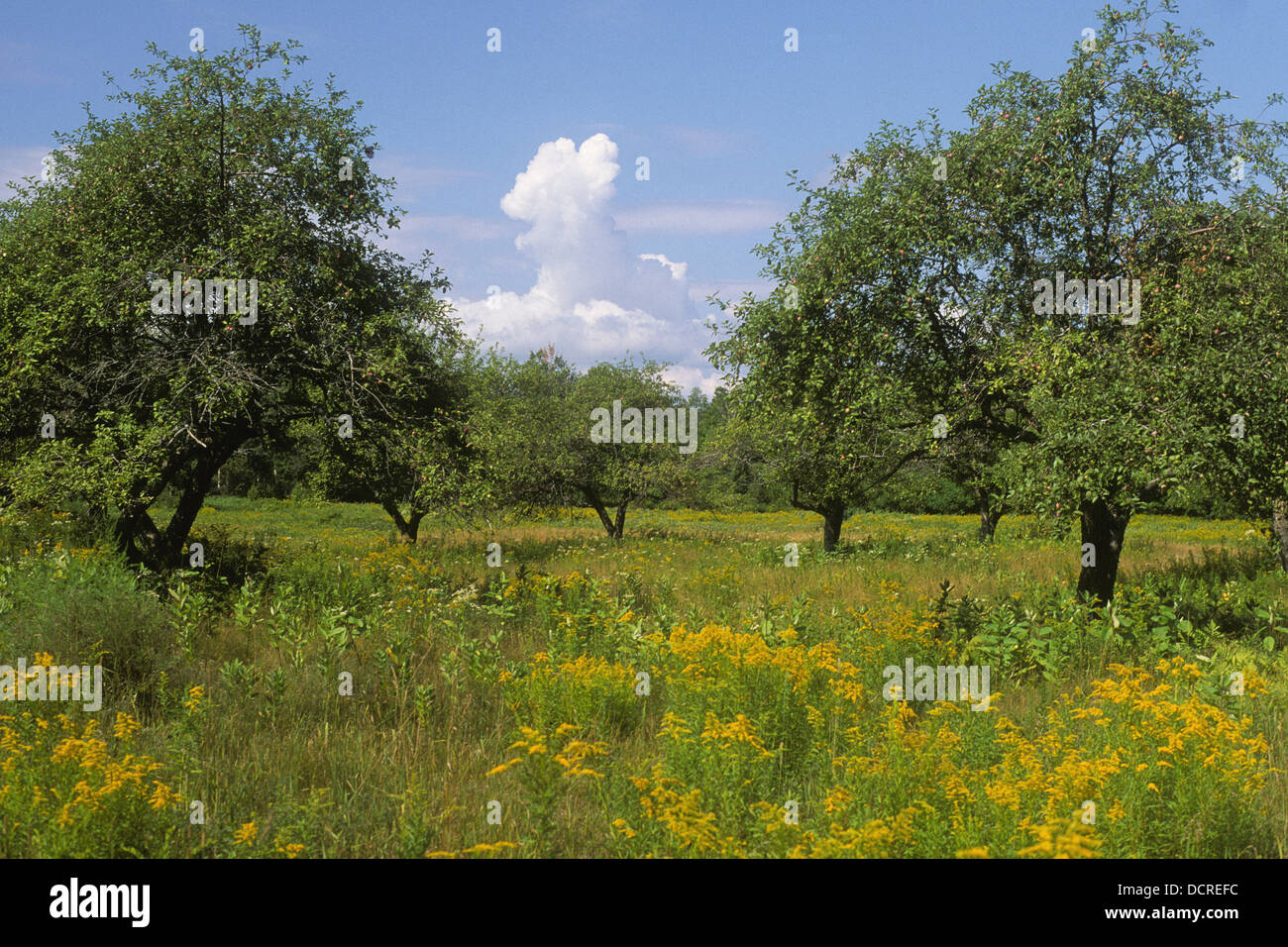 Wildflowers In Quebec Stock Photos & Wildflowers In Quebec Stock Images ...