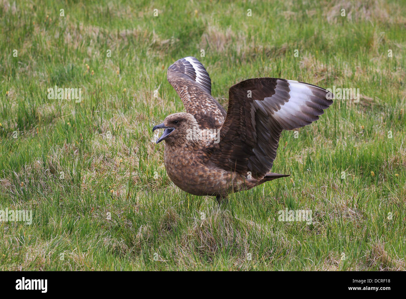 Great Skua bird flapping wings on ground, Iceland Stock Photo - Alamy