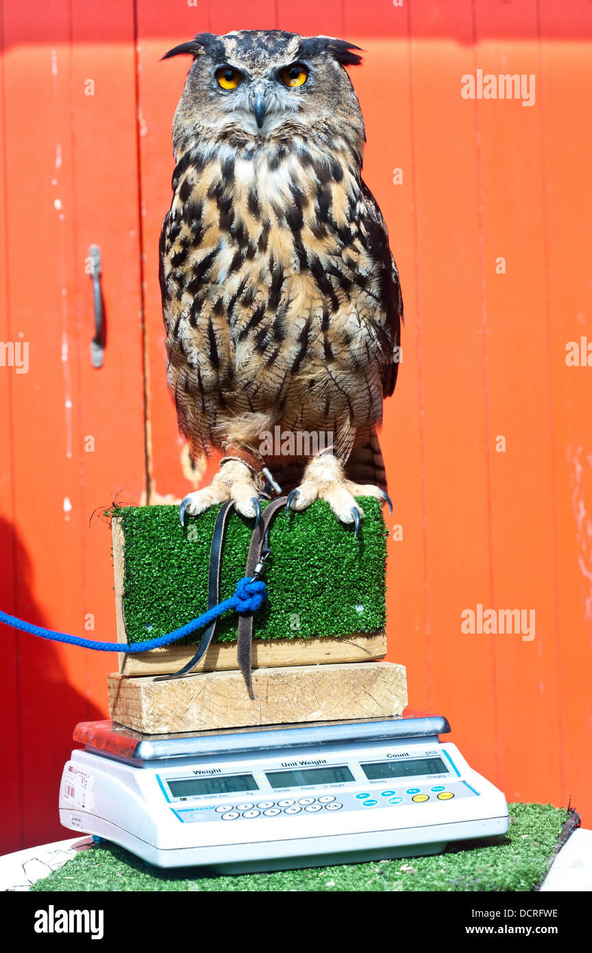 London, UK - 21 August 2013: an Eurasian Eagle Owl (1,928 Kg) stands on ...