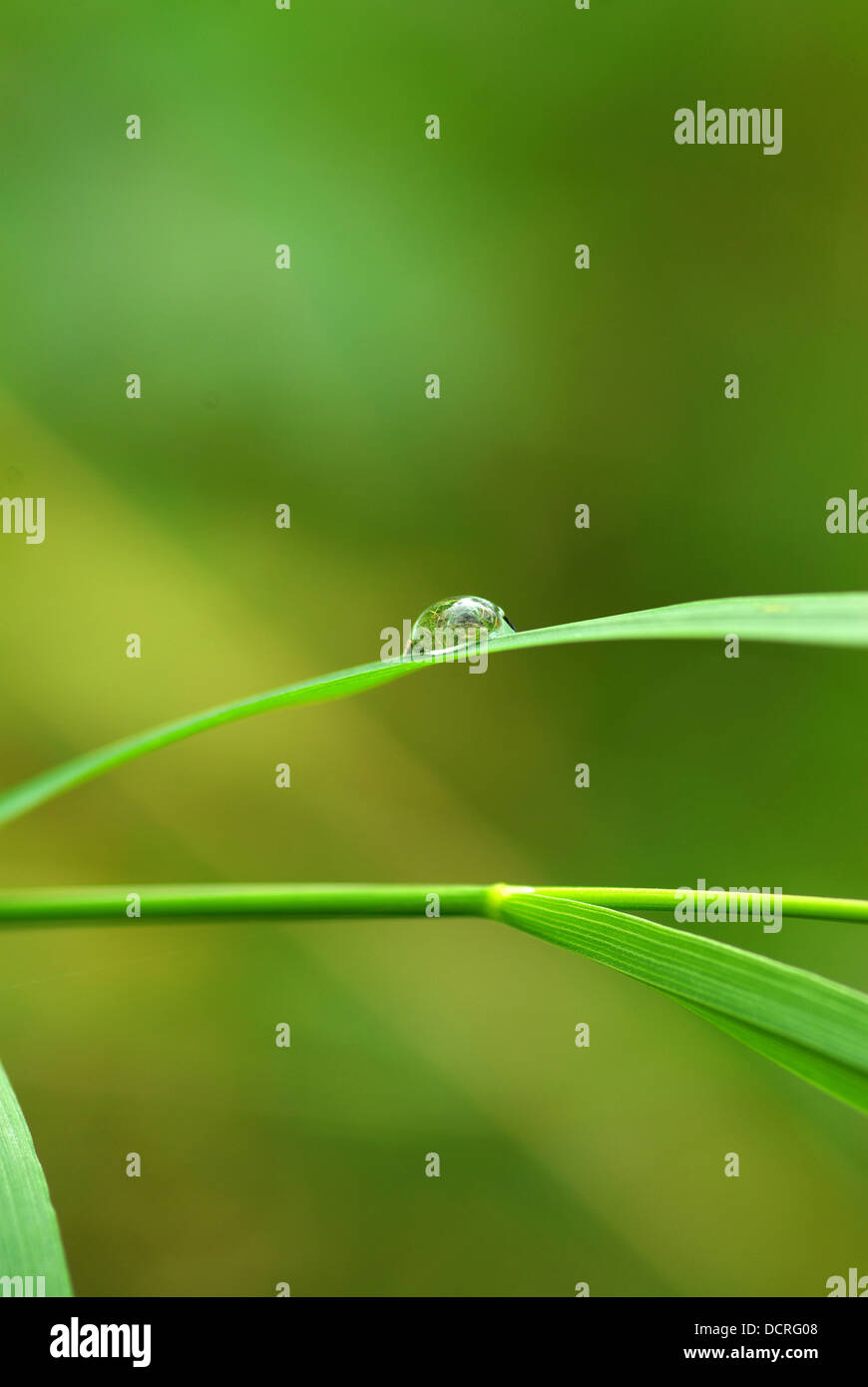 drop on grass Stock Photo - Alamy