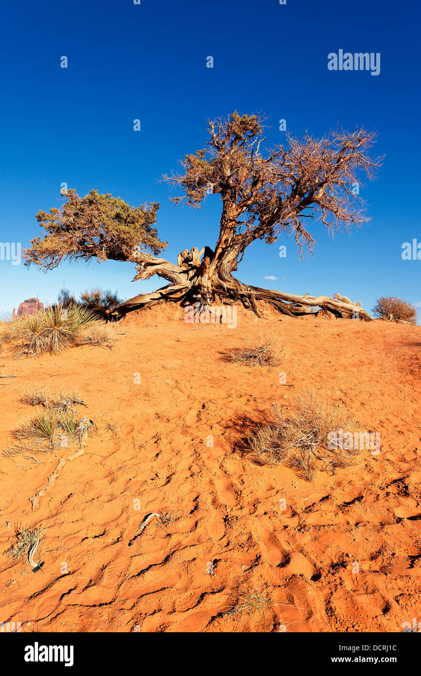 Death crack hi-res stock photography and images - Alamy