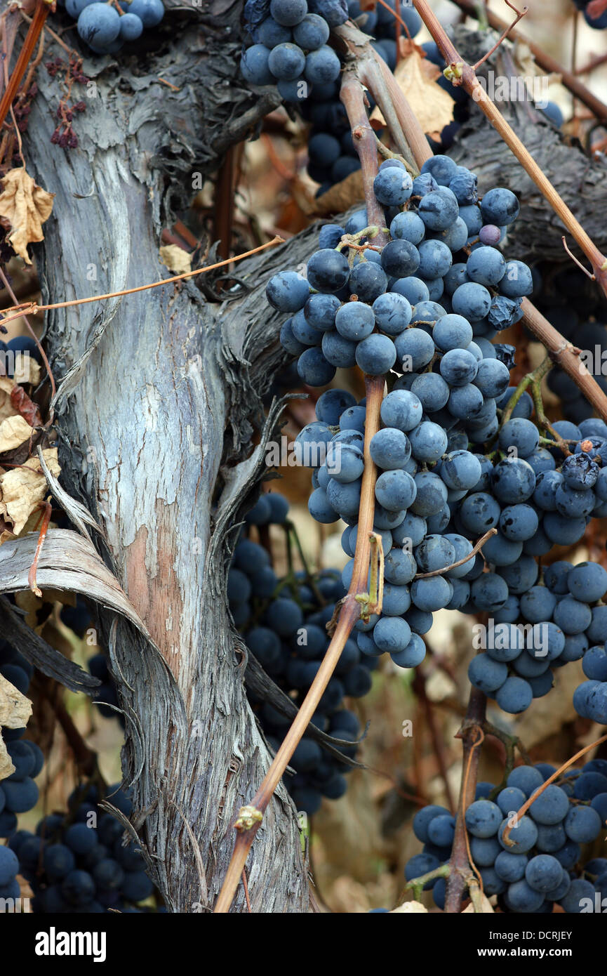 Grape tree hi-res stock photography and images - Alamy