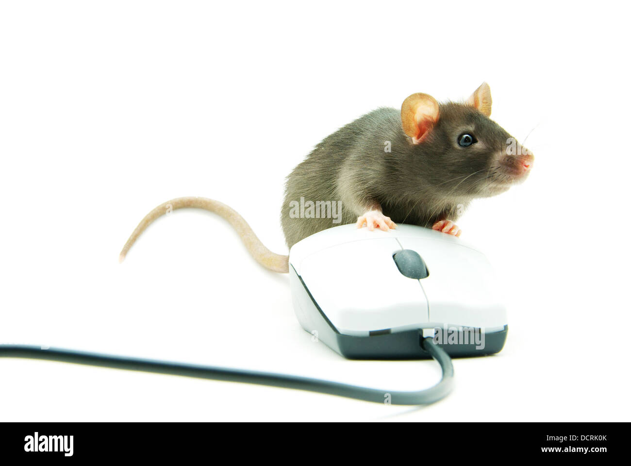 Rat and computer mouse Stock Photo - Alamy