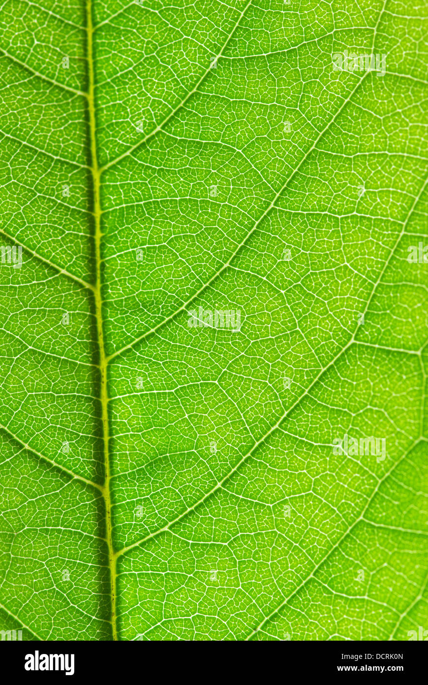 structure of leaf Stock Photo - Alamy