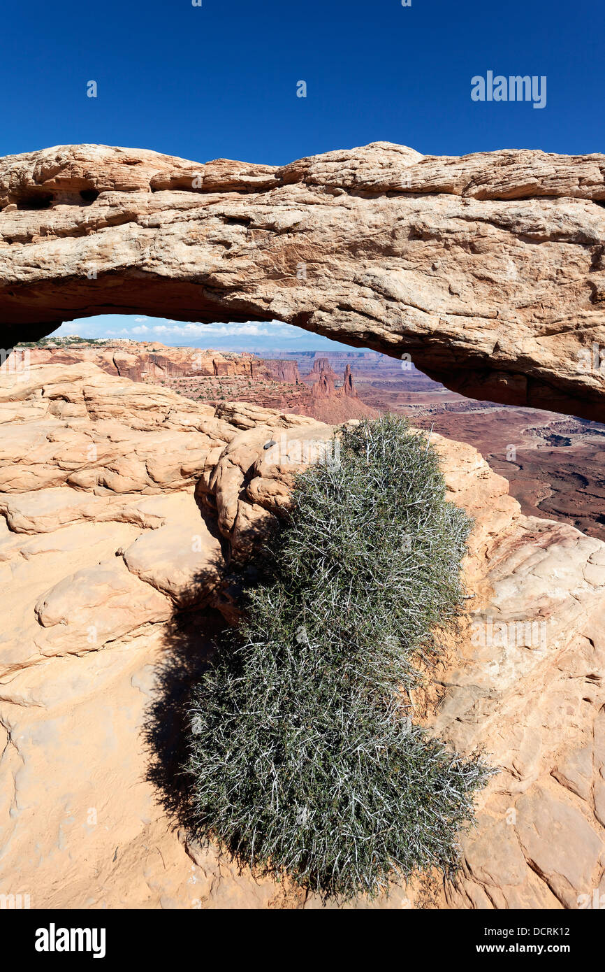 vertical view of Mesa Arch Stock Photo - Alamy