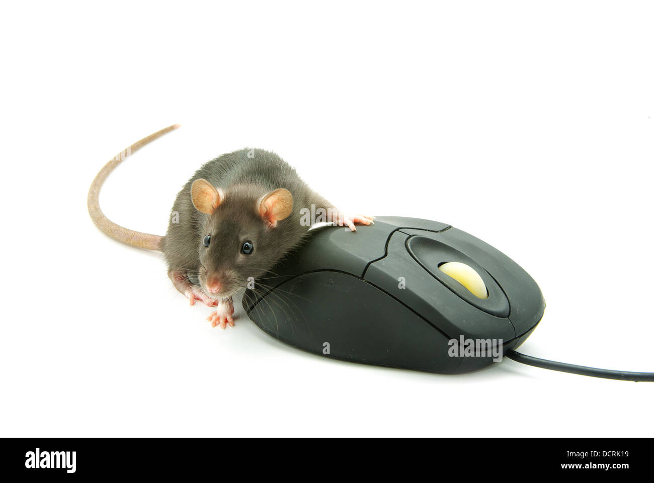 Rat fear hi-res stock photography and images - Alamy
