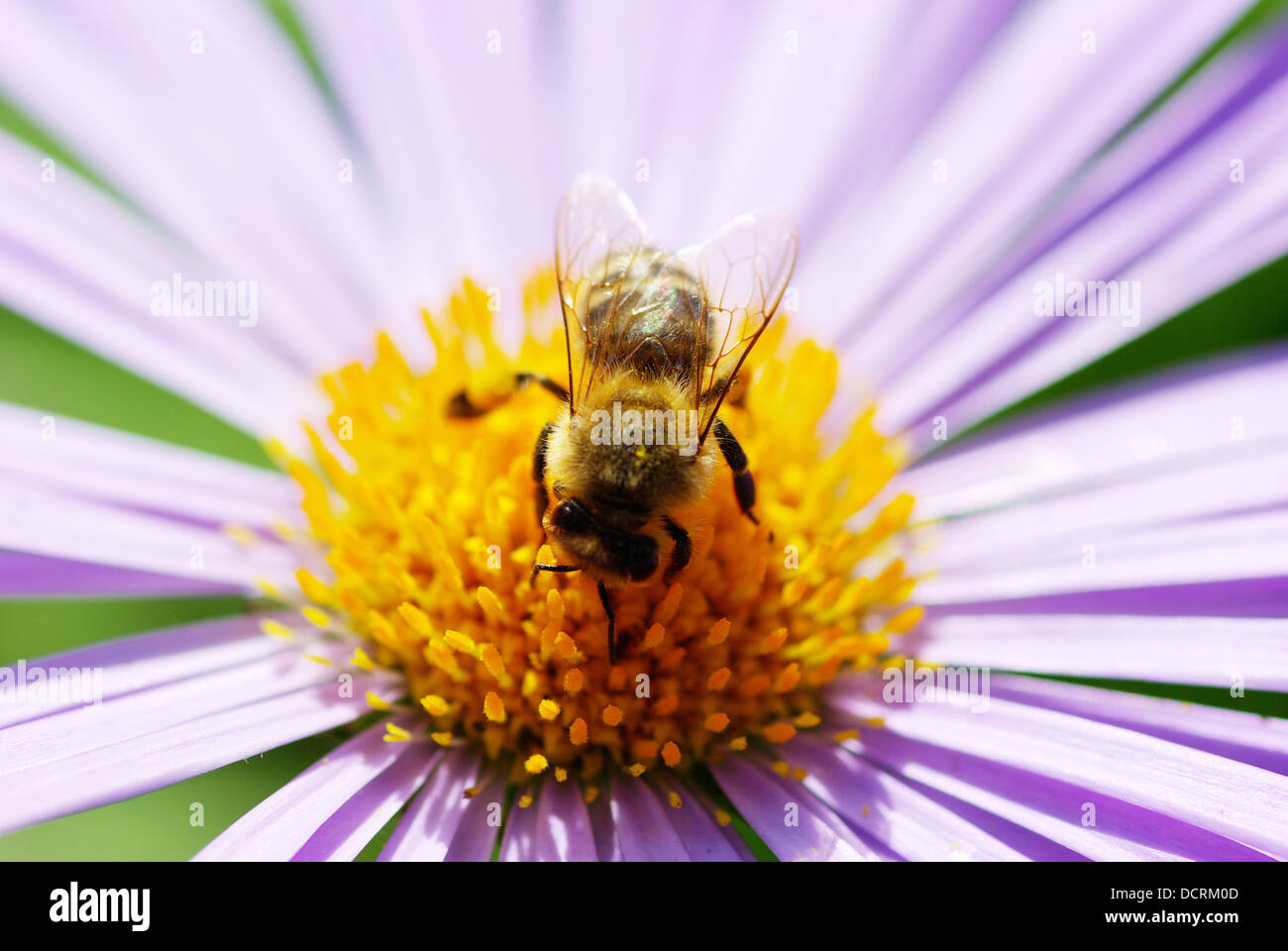 flower and bee Stock Photo - Alamy