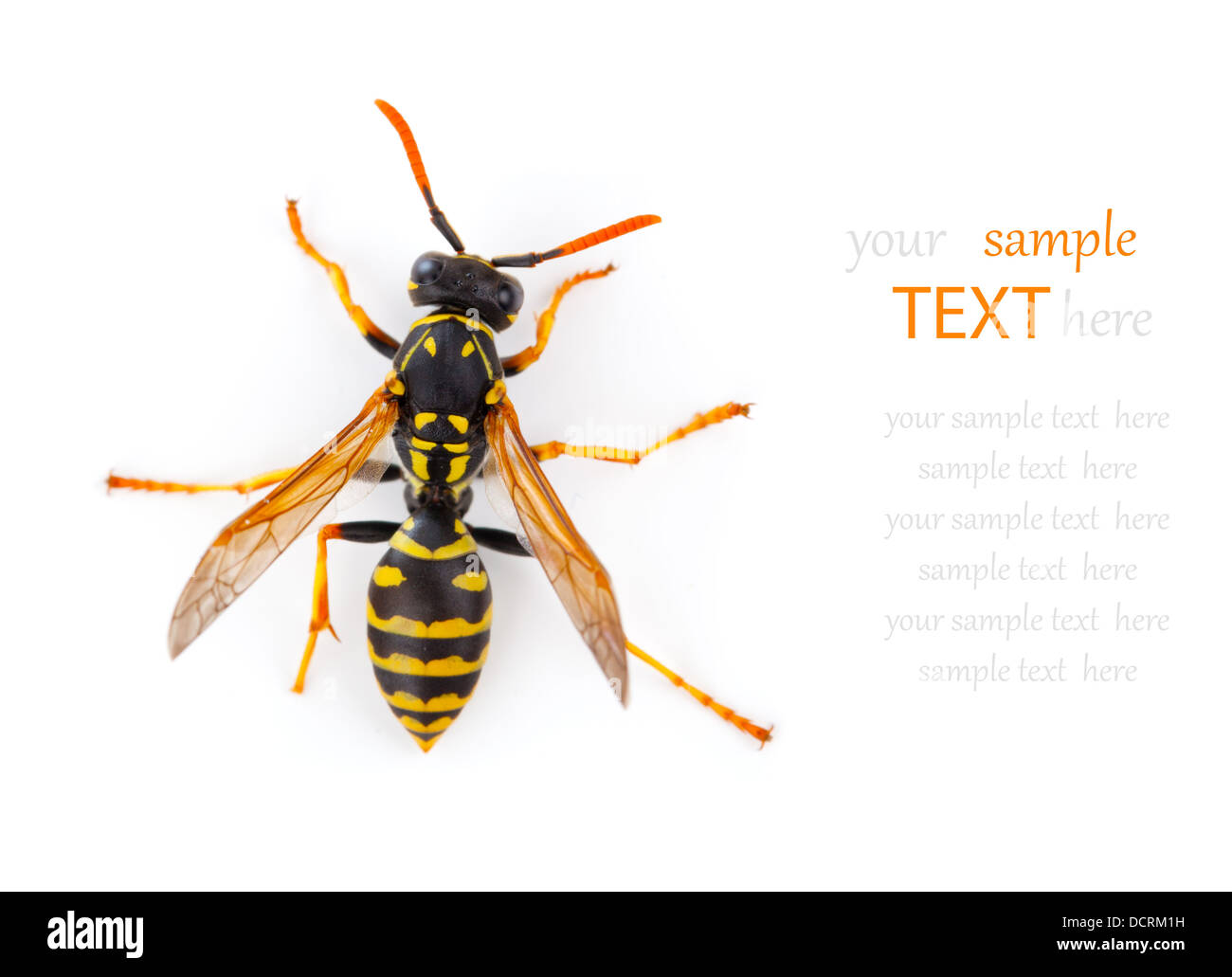 wasp isolated on white background Stock Photo - Alamy