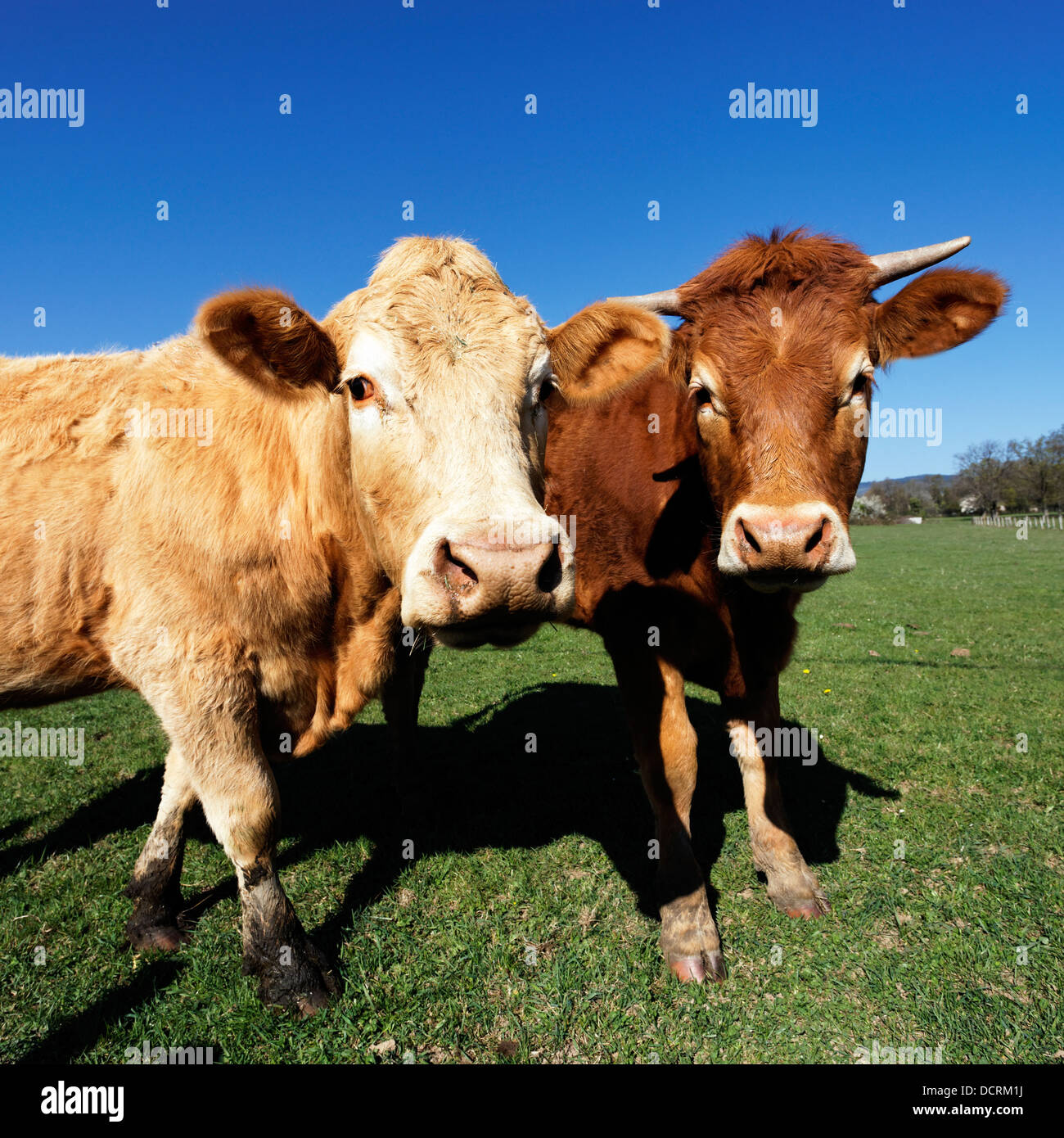 portrait of brown cows Stock Photo - Alamy