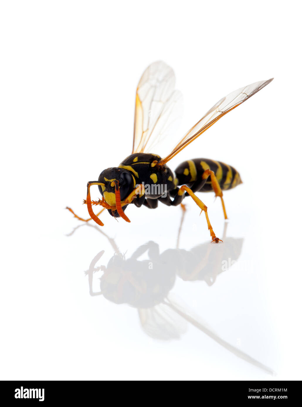wasp isolated on white background Stock Photo - Alamy