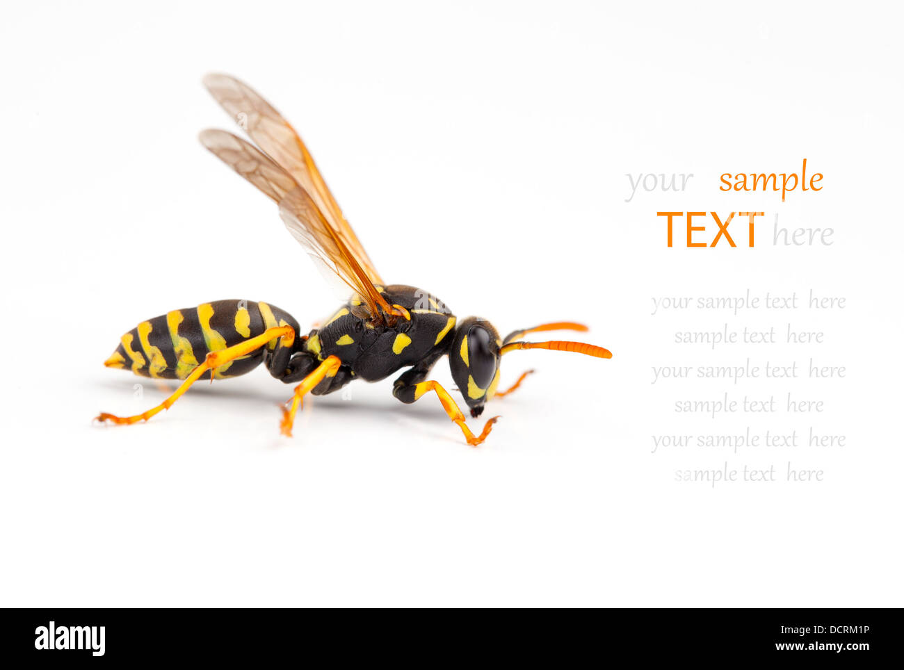 wasp isolated on white background Stock Photo - Alamy
