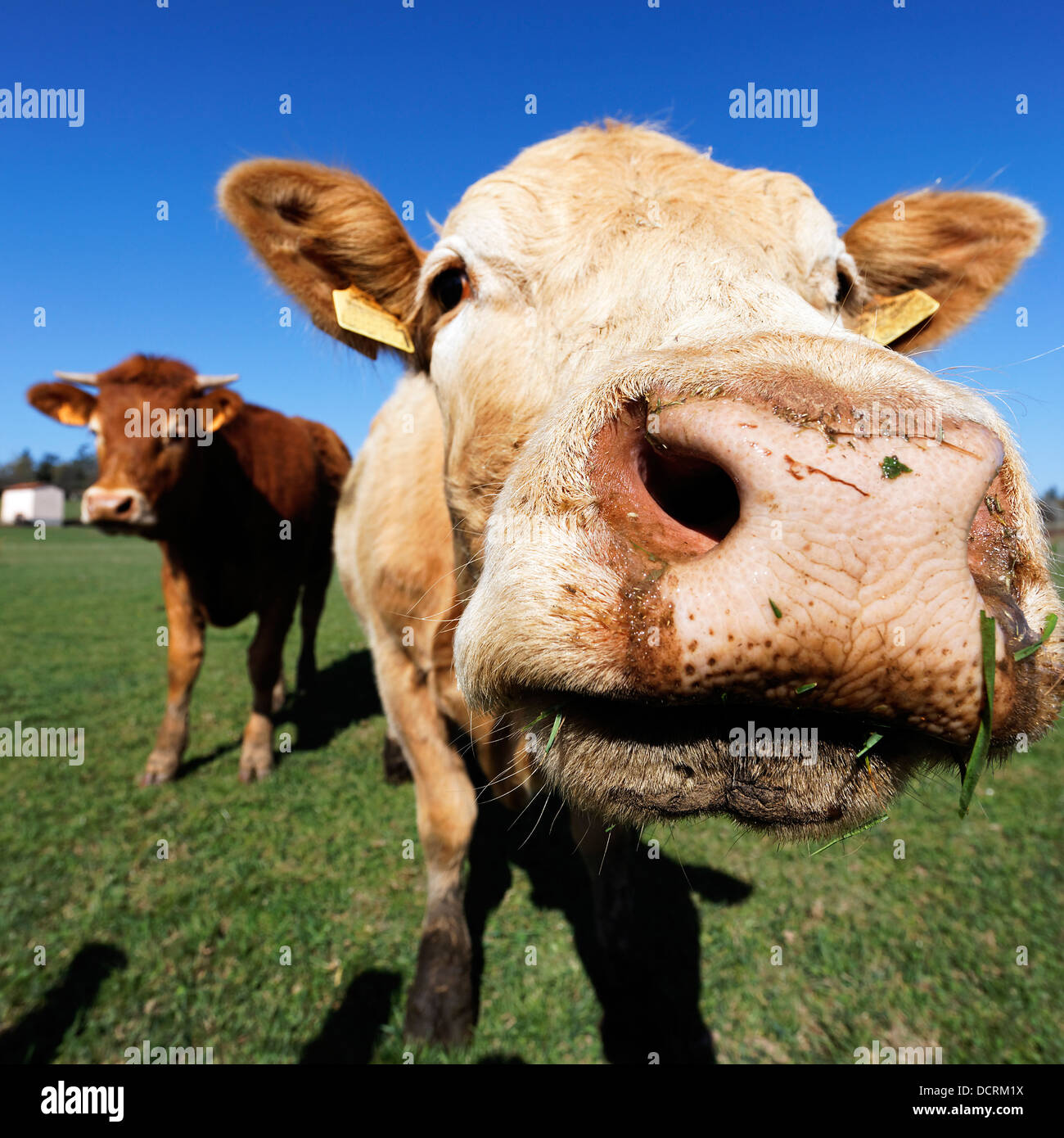 Milk for france campaign hi-res stock photography and images - Alamy