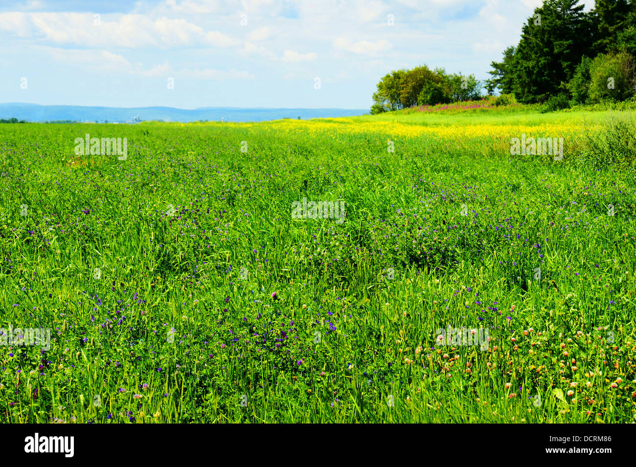 Alfalfa Field In Bloom High Resolution Stock Photography and Images - Alamy