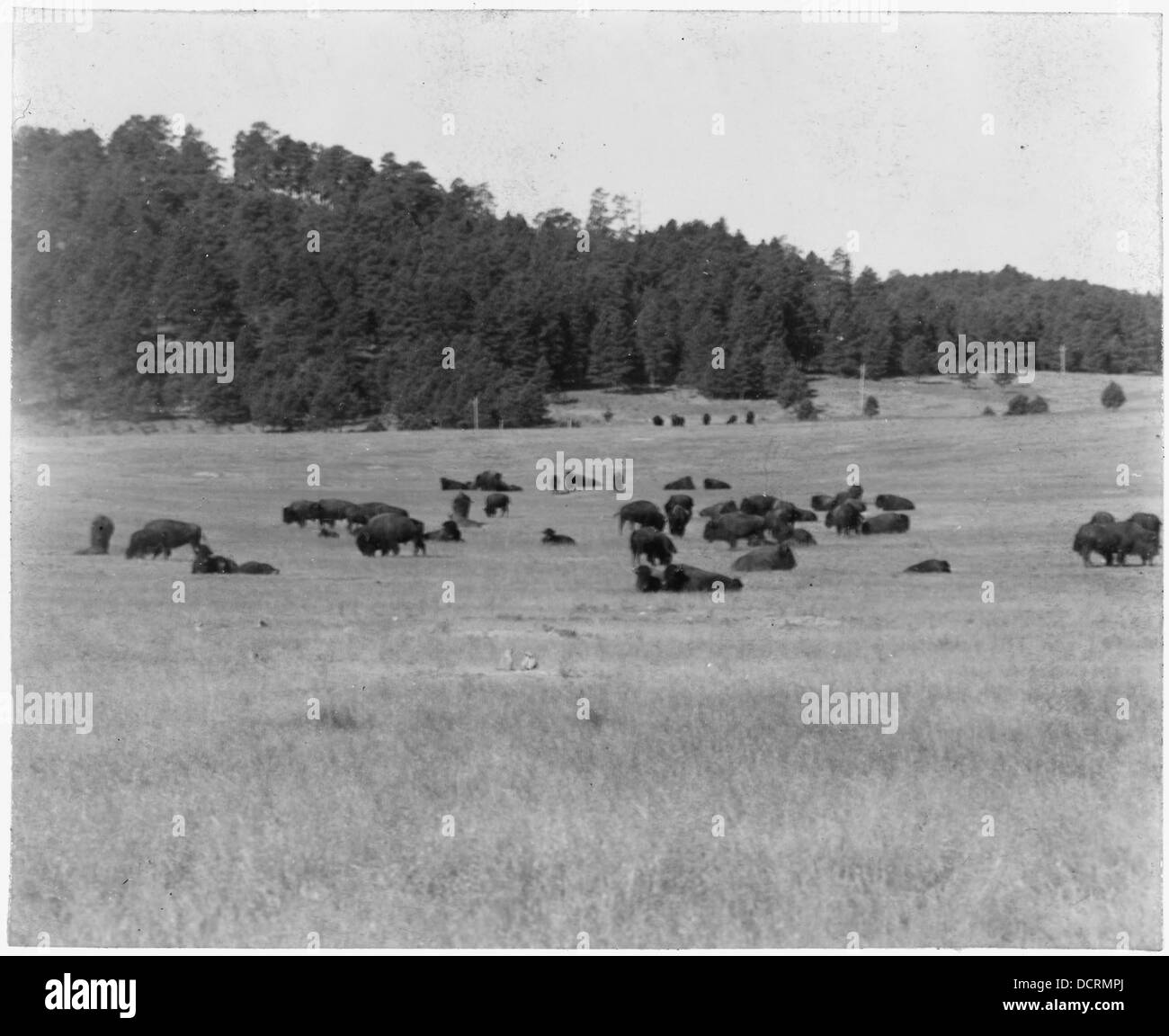 A photograph providing another view of a buffalo herd, highlighting the ...