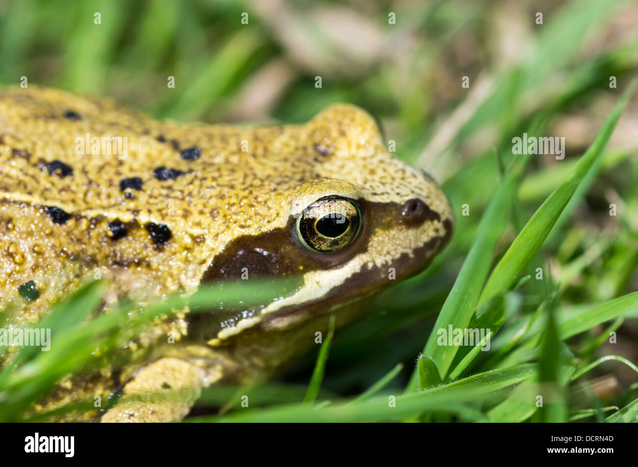 Common frog, Rana temporaria Stock Photo - Alamy