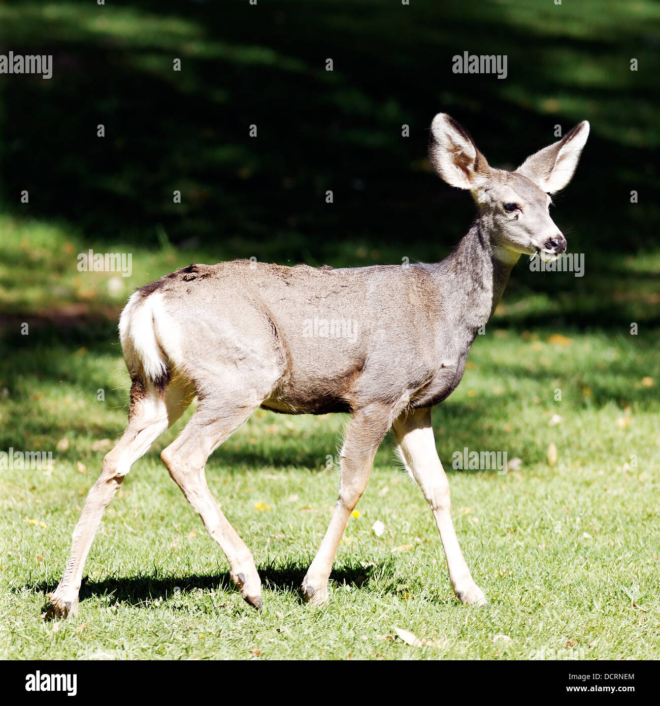 Fawn on grass hi-res stock photography and images - Alamy