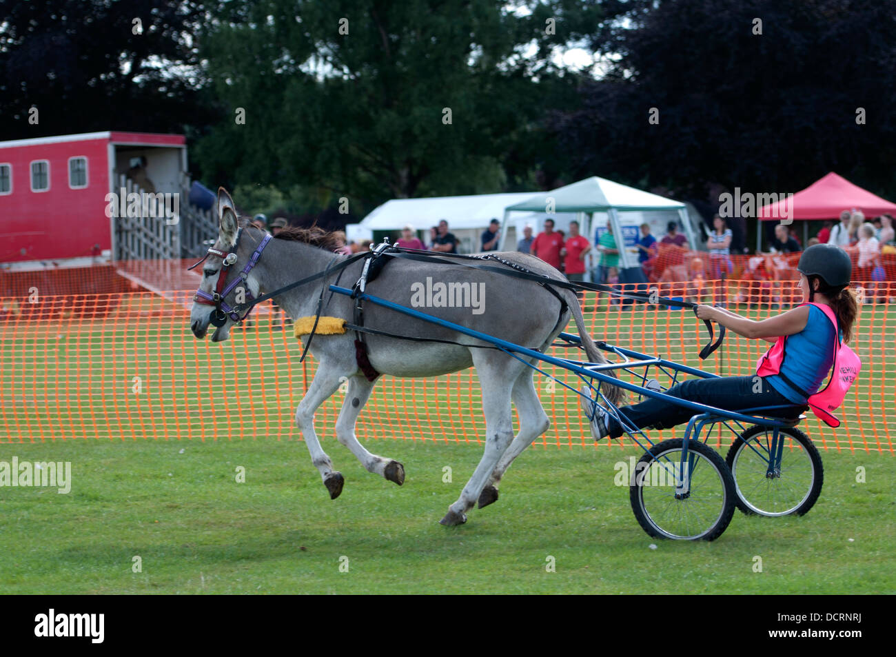 Donkey racing hi-res stock photography and images - Alamy