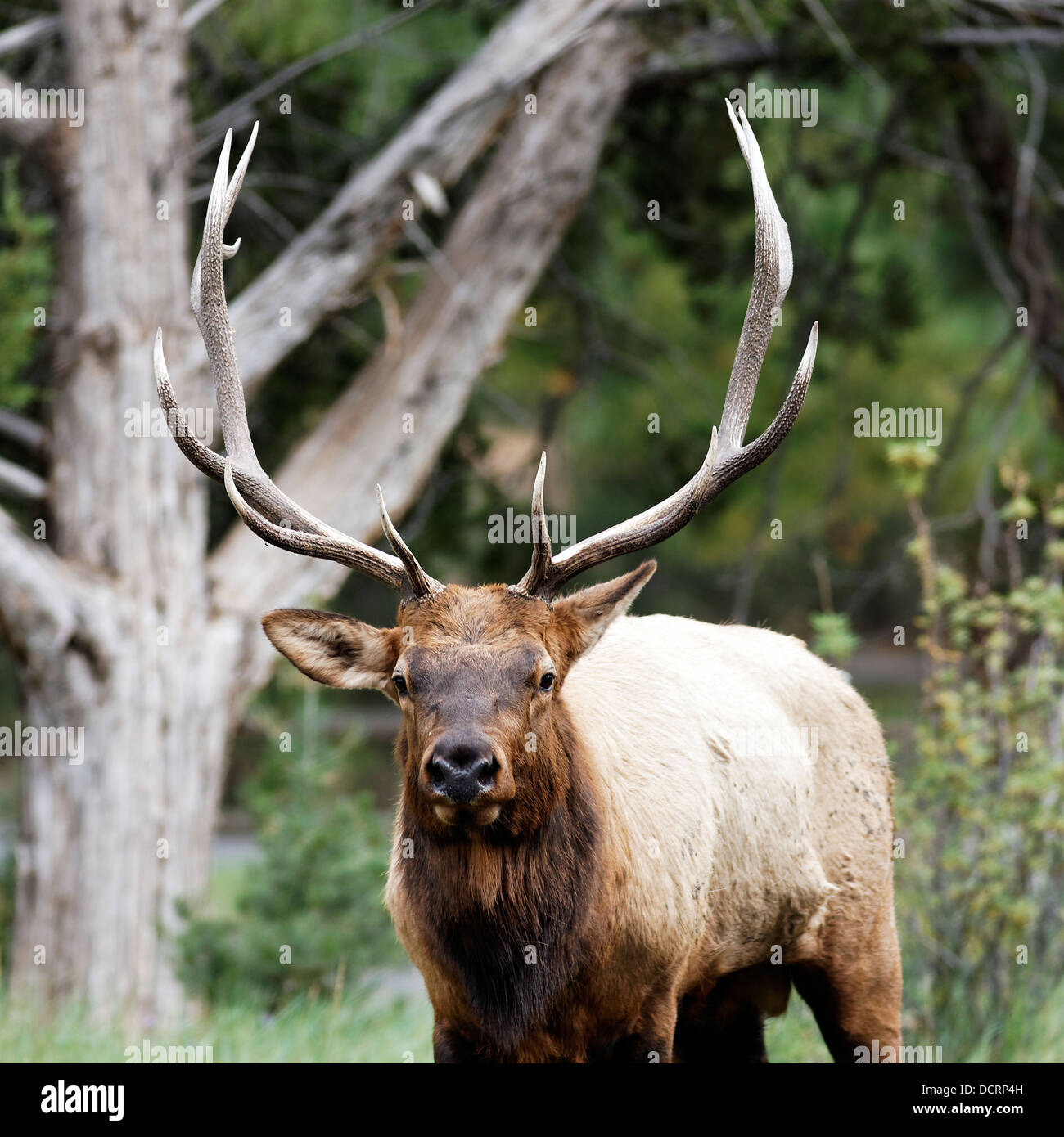 portrait of deer Stock Photo - Alamy