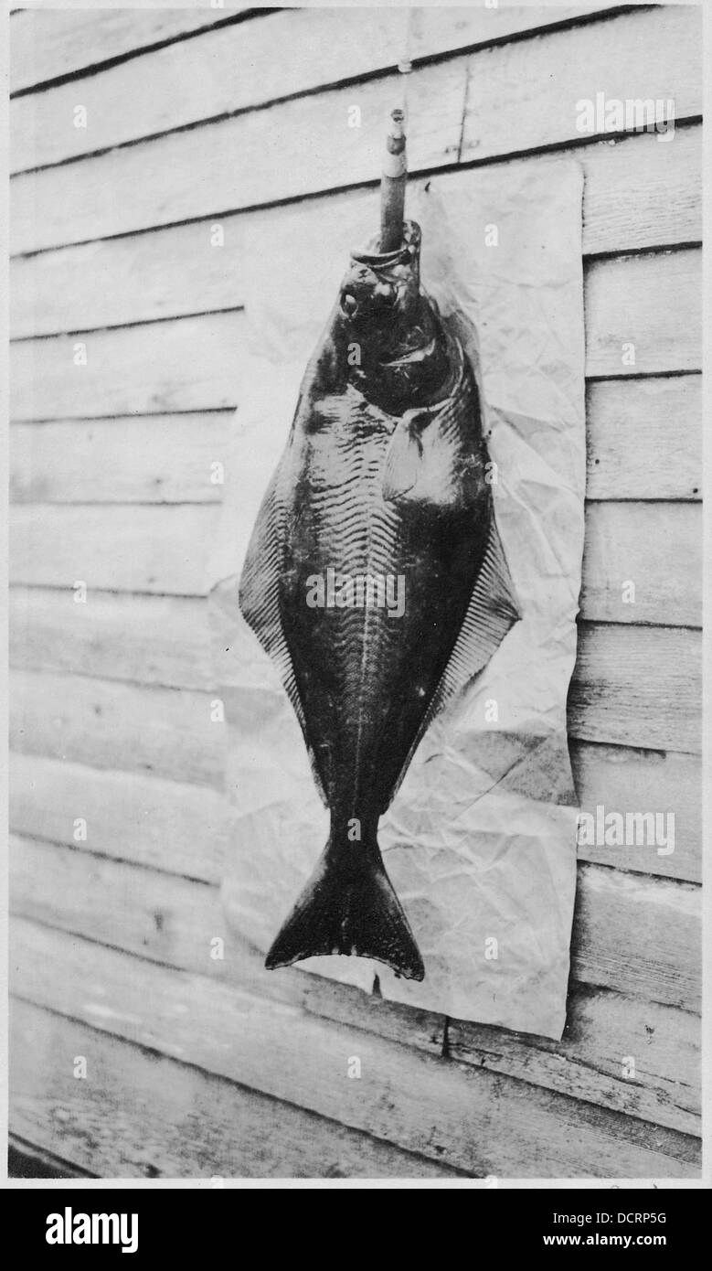 A simple yet evocative image of a fish, captured in a historical ...