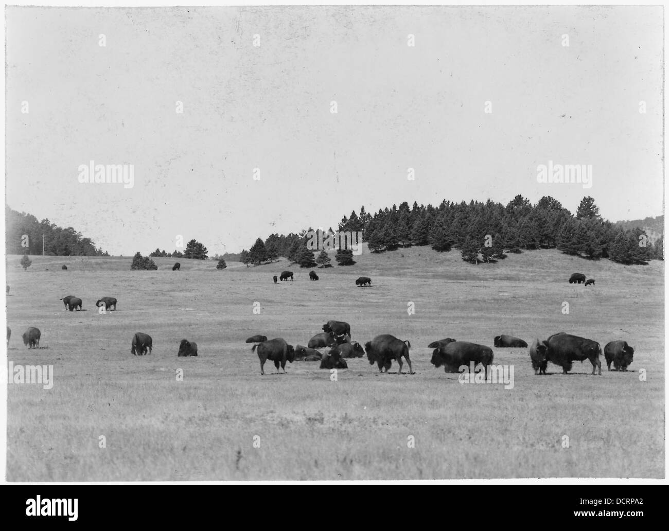 A herd of buffalo grazes across the open range, illustrating a key ...
