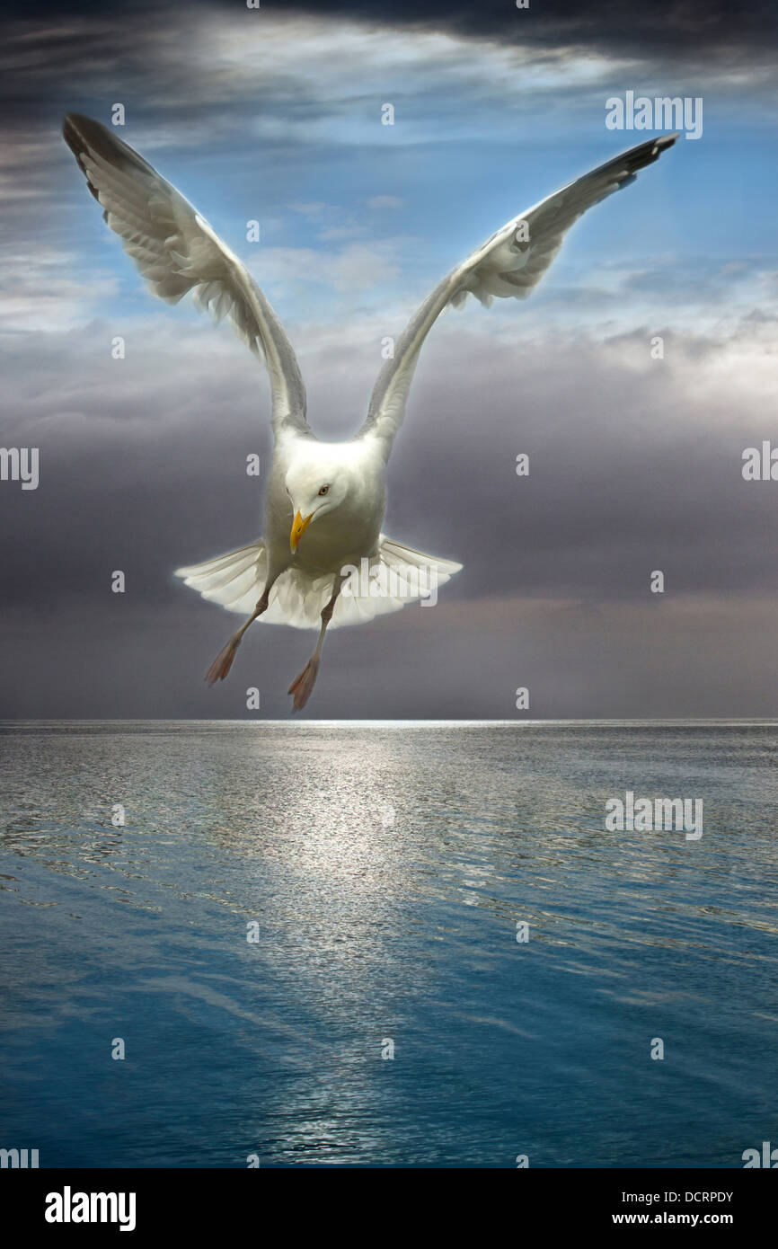 Seagull in flight over sea with moody sky Stock Photo - Alamy