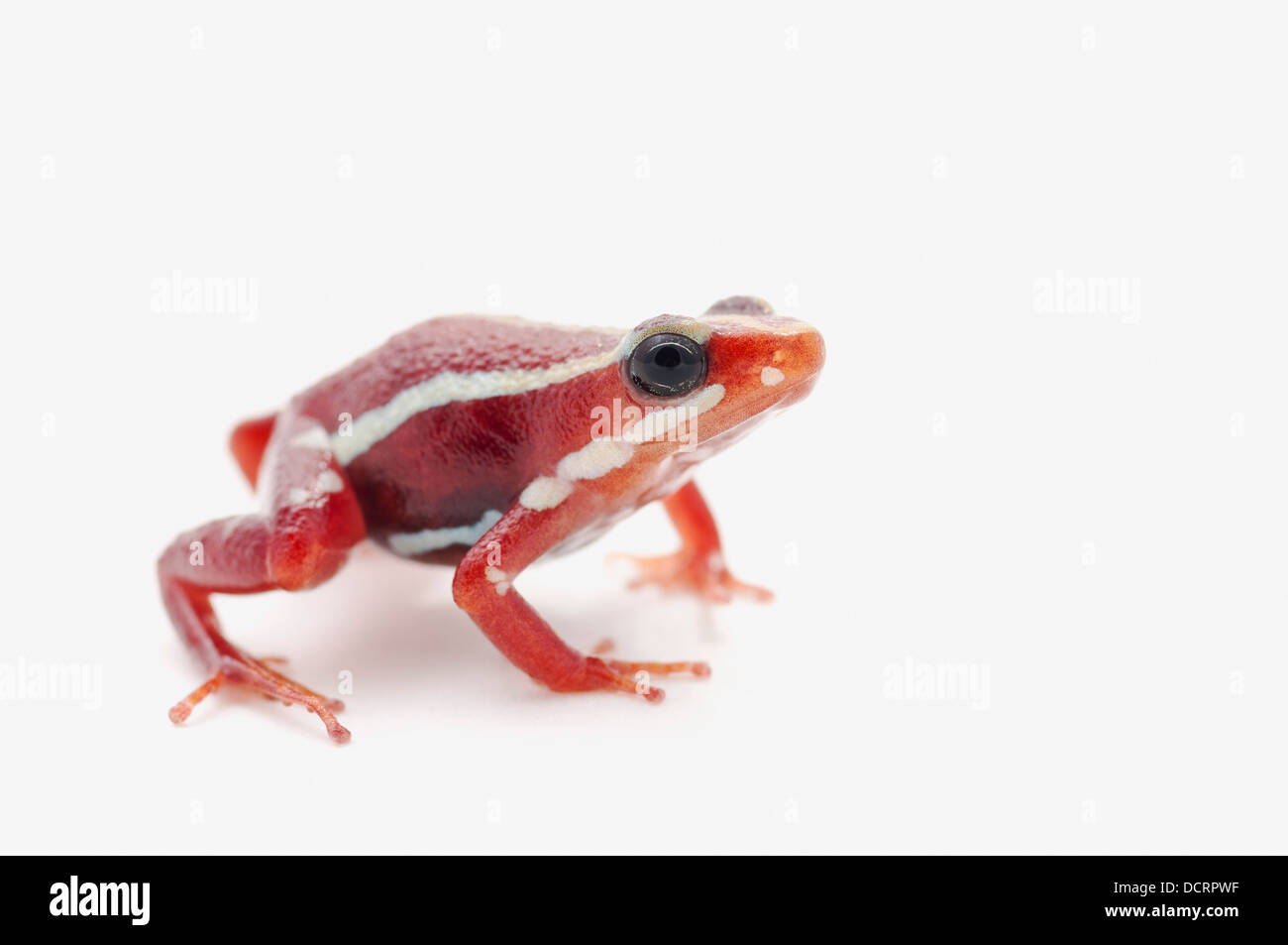 White-Striped Poison Dart Frog (Epipedobates Anthonyi Stock Photo - Alamy