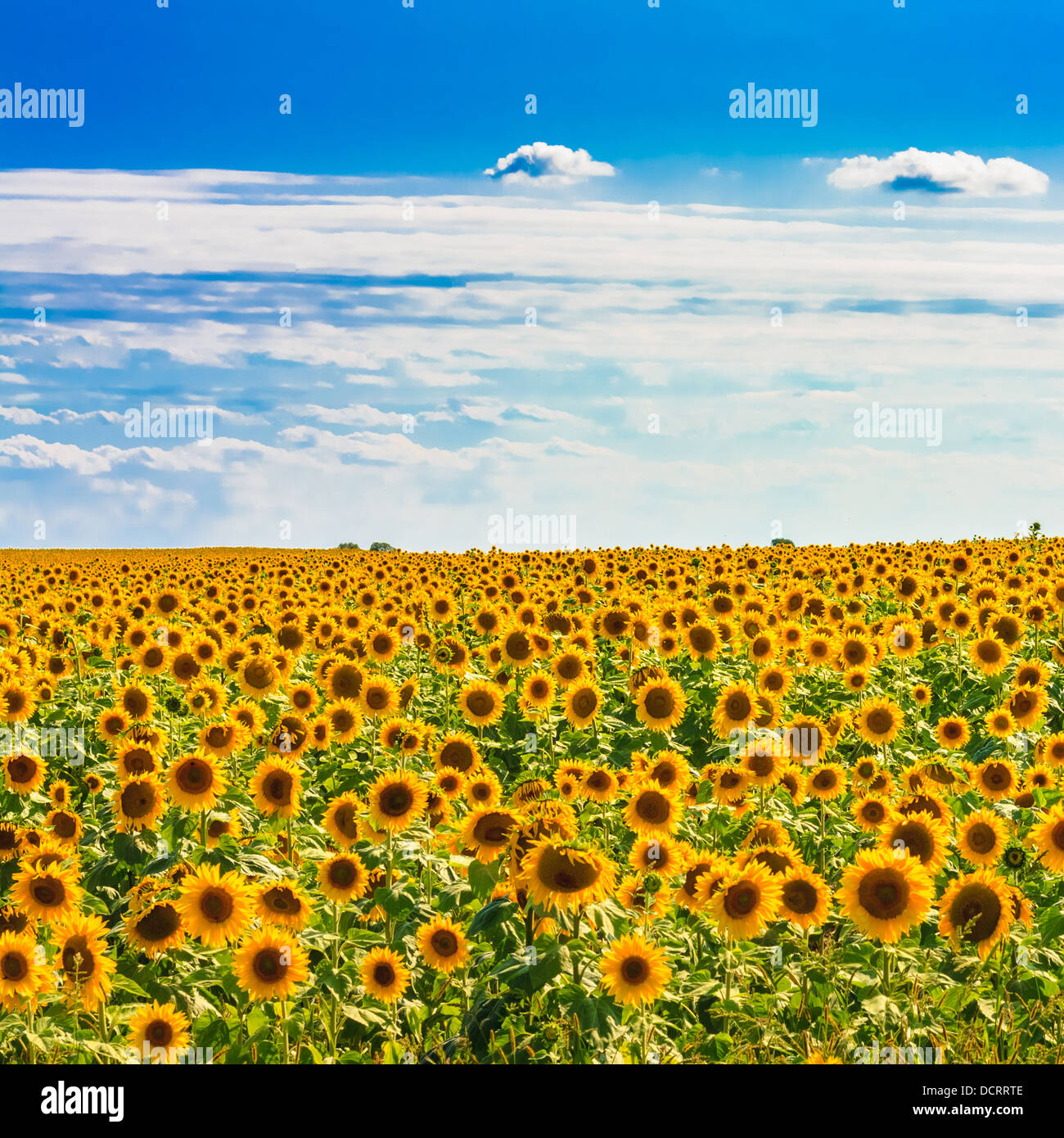 Sunflowers blue sky hi-res stock photography and images - Alamy