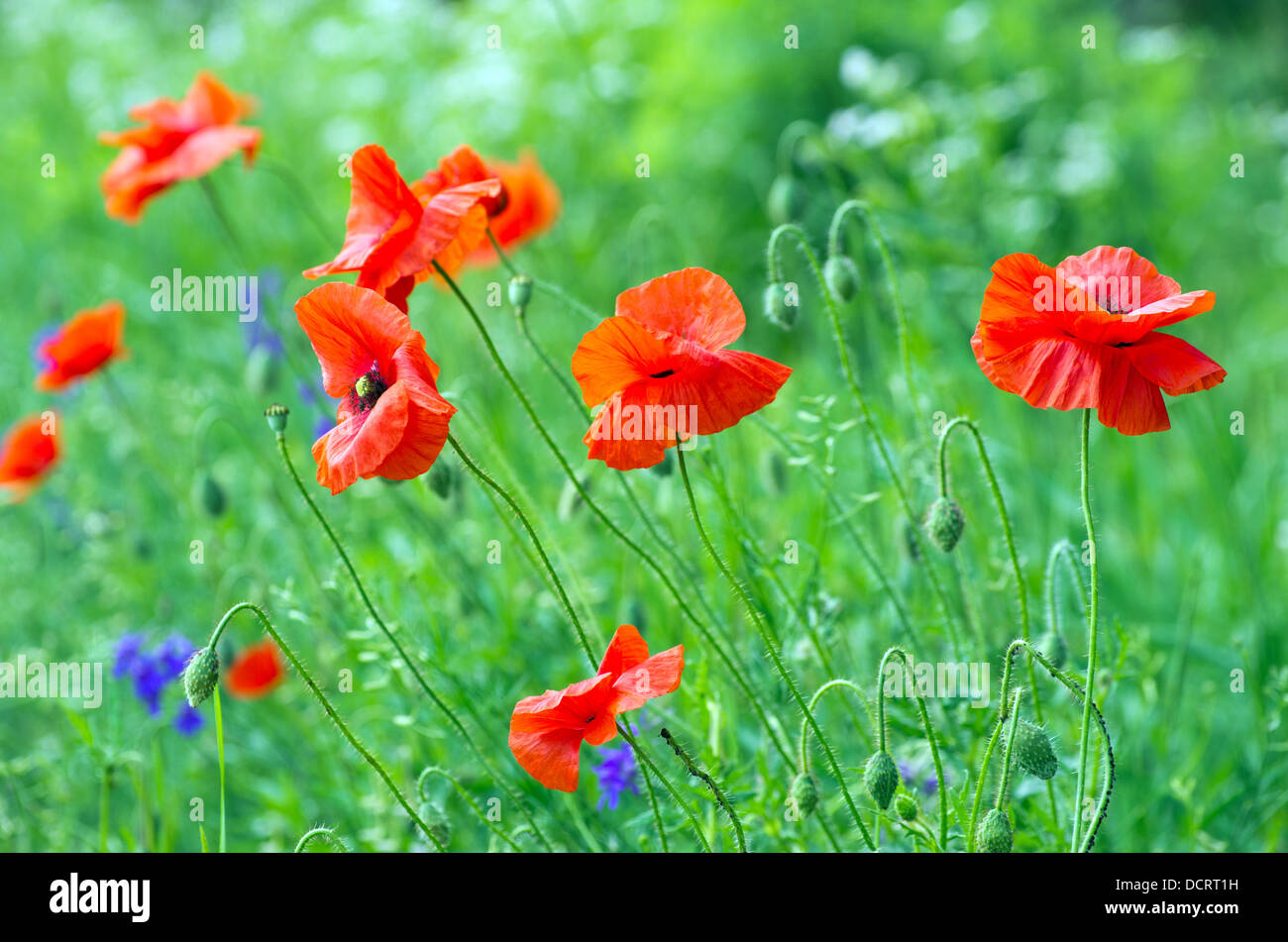 red poppy on field Stock Photo - Alamy