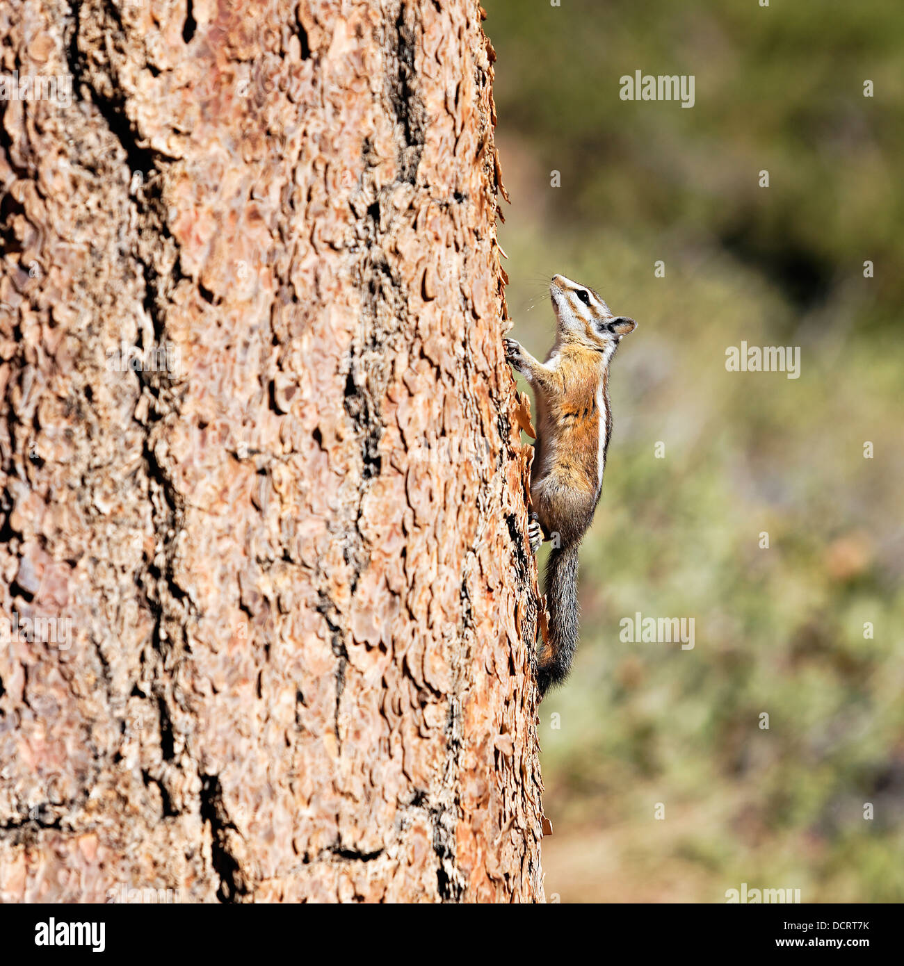 Squirrel driving hi-res stock photography and images - Alamy