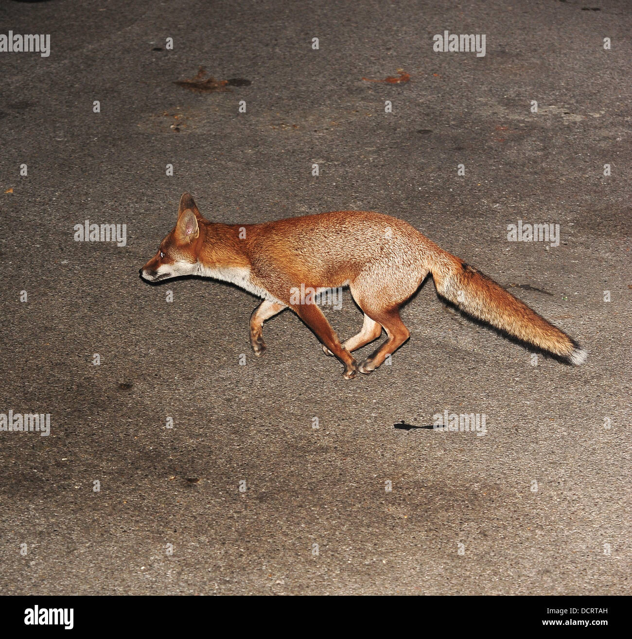Another fox hi-res stock photography and images - Alamy